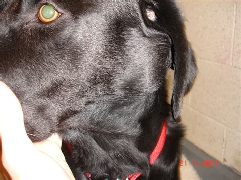 Salivary Mucocele In Dogs Canis Vetlexicon