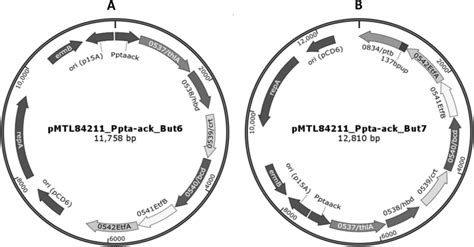Physical Map Of Plasmids Containing Genes Of Recombinant Butyrate Download Scientific Diagram