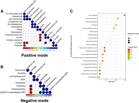 Metabolite Metabolite Correlation Analysis Positive Correlations Are