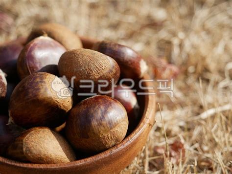 밤 열매 가을 공주밤 맛밤 사진 이미지 일러스트 캘리그라피 김단고작가