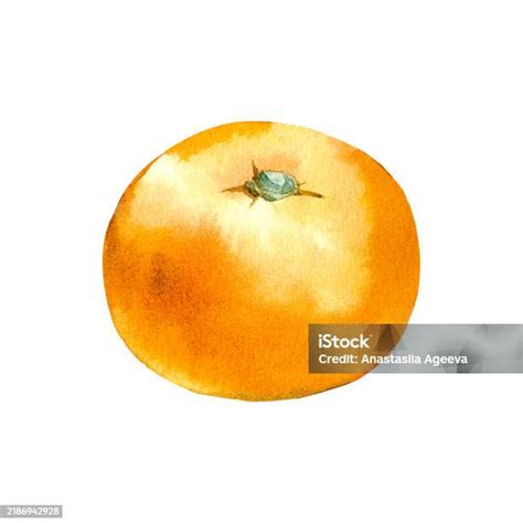 흰색 배경에 고립 된 만다린 과일 손으로 그린 수채화 감귤류 주스 및 디저트 라벨 및 포장 디자인 가정용 섬유 장식에 대 한 요소 0명에 대한 스톡 벡터 아트 및 기타