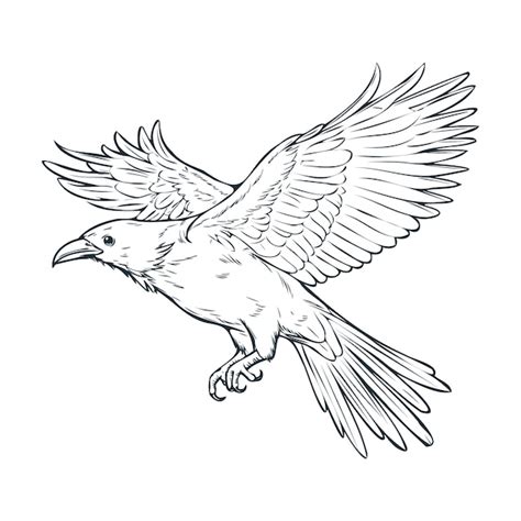 Raven Drawing Easy