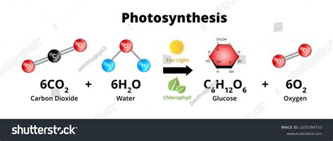 Photosynthesis Equation