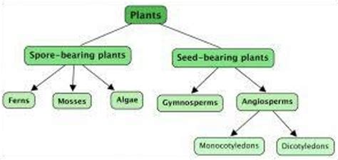 Solved Create A Python Progran To Distinguish Between Plants