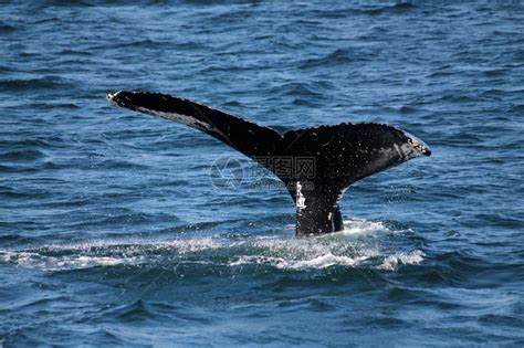 鲸鱼高清图片下载 正版图片503461189 摄图网 鲸鱼高清图片下载 正版图片503461189 摄图网
