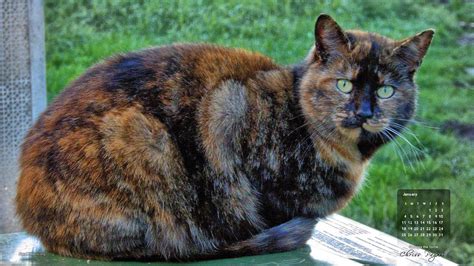 Tortoiseshell Cat Wallpapers Wallpaper Cave