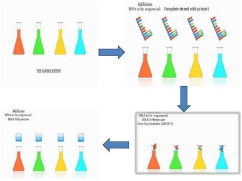 Sanger Sequencing Ppt