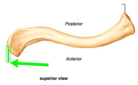 Clavicle Bone Markings Anatomy I Lab Flashcards Quizlet