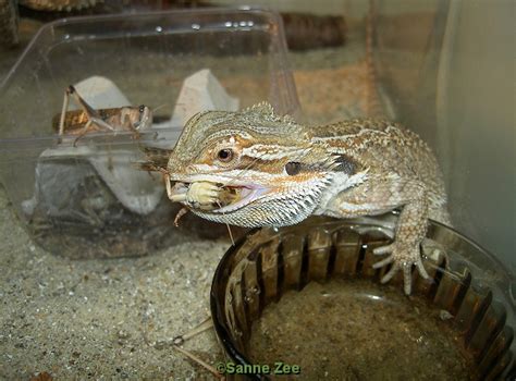 Memories Reptieltjesbaardagaam 01 Met Sprinkhaan