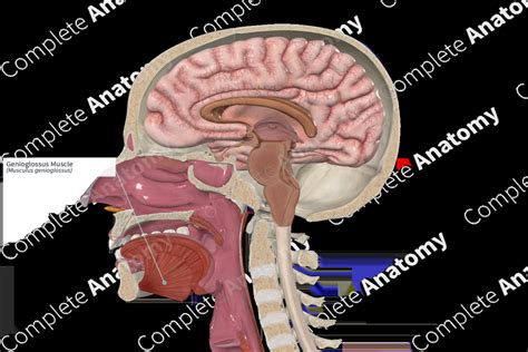 Genioglossus Muscle Genioglossus Muscle Pacs