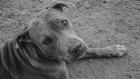 「perrita」の写真素材 721件の無料イラスト画像 Adobe Stock