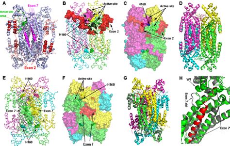 Tetrameric Structure Of Wild Type And Models Of Asl Exon 2 Or Exon Download Scientific Diagram