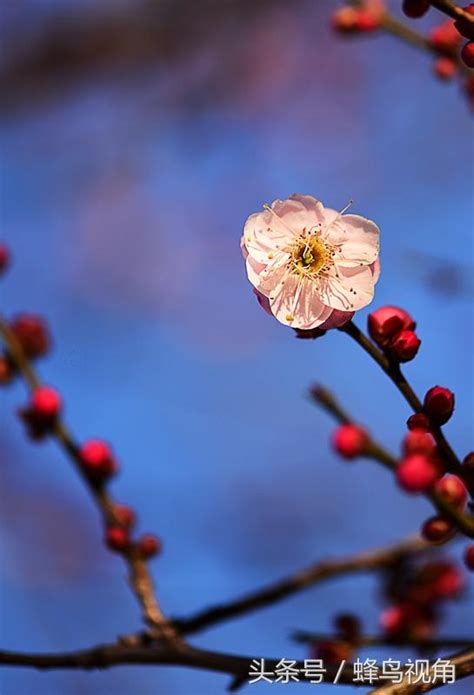 紅梅花兒開 每日頭條