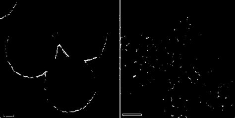 Copolymerization Modified Graphite Phase Carbon Nitride Hollow Ball Visible Light Driven