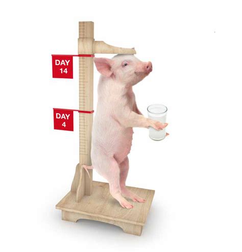 Paragraphs Ui Test Nukamel