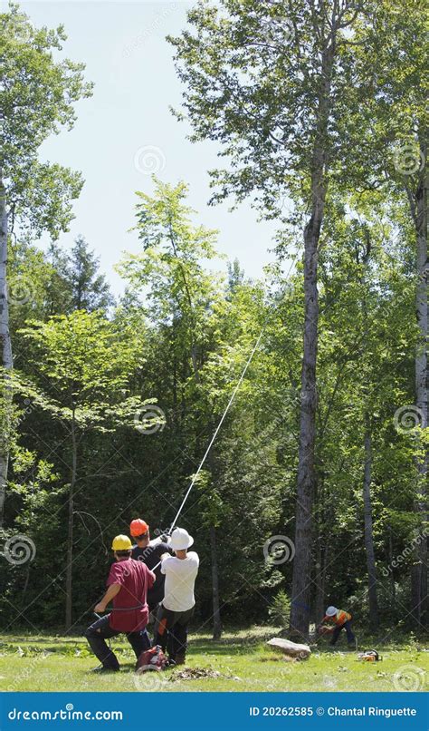 Tree Cutting Service Stock Image Image Of Cutting Hard