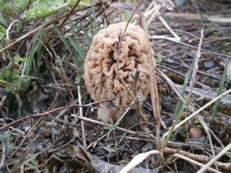 Грибы Ростовской области 71 фото