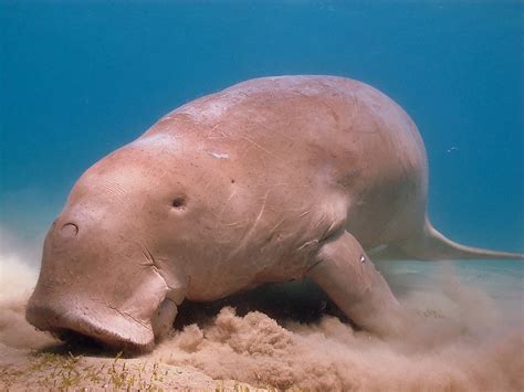 Do Dugongs Have Teeth