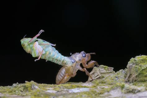 Swarm Definition And Examples Biology Online Dictionary Swarm Definition And Examples Biology Online Dictionary