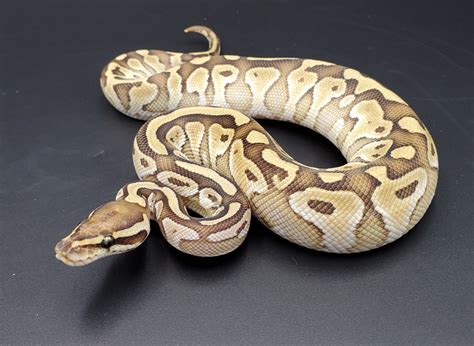 Butter Het Clown Het Piebald Ball Python By Scaled Creations Morphmarket