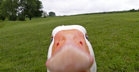 Duck Imgur