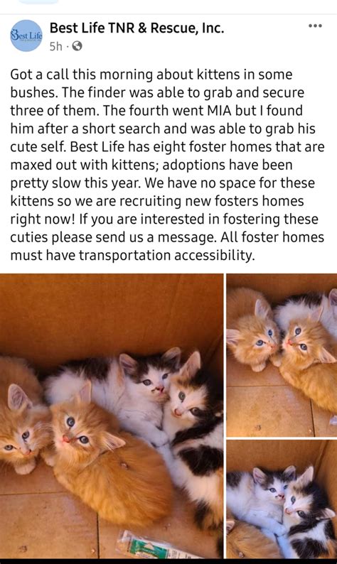 My 6mo Old Kitten Just Keeps Getting Bigger Every Day I Look At This Picture And Just Cant