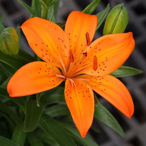 Orange Lily Flower Artofit