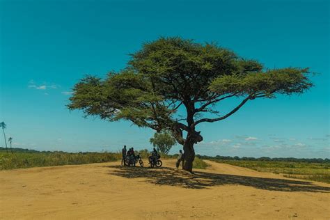 집 밖의 Freedomride Lanscape 경치가 좋은 고요한 공중 풍경 관광 구름이없는 그늘 나무 그늘 낮 농촌 풍경 도도 마 동 아프리카