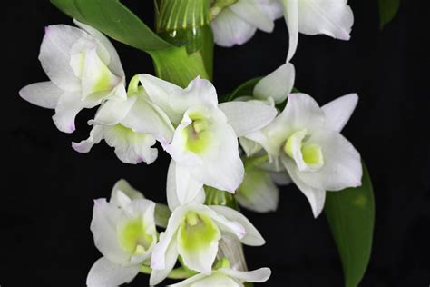 Dendrobium Pflege