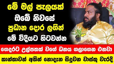 මේ මල් පැලයක් ඔබේ නිවසේ ප්‍රධාන දොර ලගින් හිටවන්න දින 3කින් ගෙදරට උල්පතක් වගේ ධනය ගලාගෙන