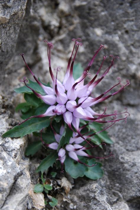 Physoplexis Alchetron The Free Social Encyclopedia