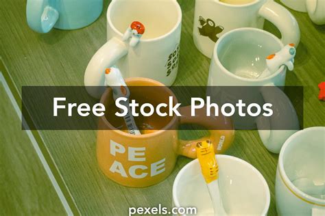 Animals Assorted Photos Download The Best Free Animals Assorted Stock