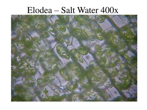 Ppt Elodea Tap Water 400x Powerpoint Presentation Free Download