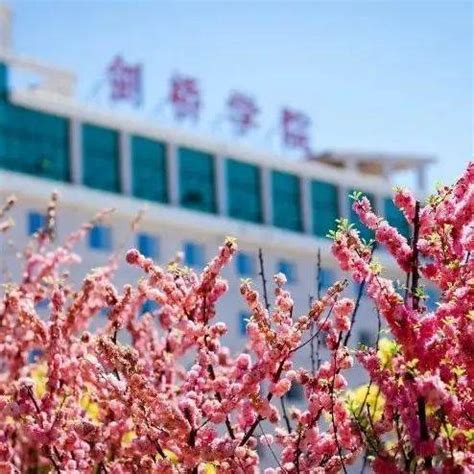 校园之声 美翻了云赏哈尔滨剑桥学院春景 春花 青春 花朵