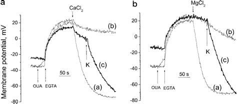 The Hyperpolarization Induced By Calcium Or By Magnesium On The Hyperpolarization Induced By Calcium Or By Magnesium On