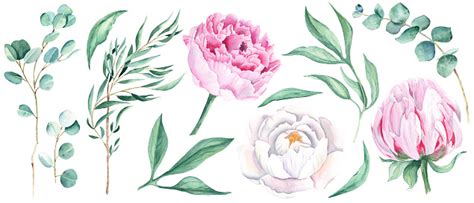 흰색 배경에 격리된 수채화 꽃 세트 흰색과 분홍색 모란 단추 녹색 잎과 유칼립투스 가지 수채화 손으로 그린 식물 삽화 개체 그룹에 대한 스톡 벡터 아트 및 기타 이미지