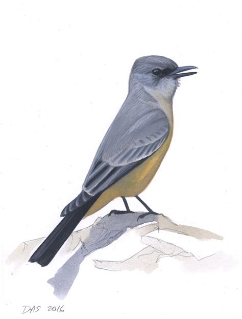 Says Phoebe Original Art Sibley Guides