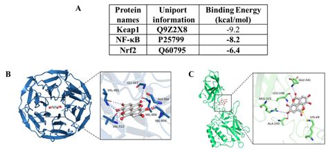 Binding Mode Of Ea With Keap1 Nrf2 And Nf κb By Molecular Docking Download Scientific