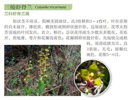 玉龙雪山常见植物三棱虾脊兰