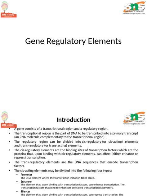 Understanding Gene Regulatory Elements Pdf Promoter Genetics Gene