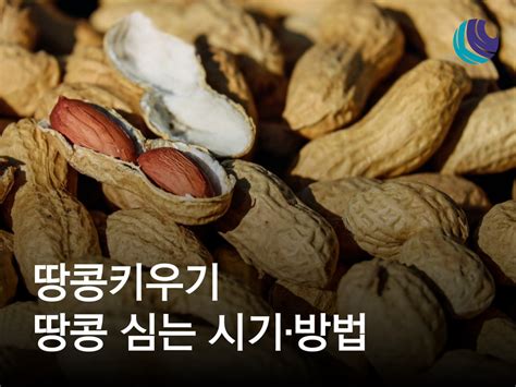 땅콩 키우기 땅콩 심는 시기 땅콩 심는 방법 농사정보