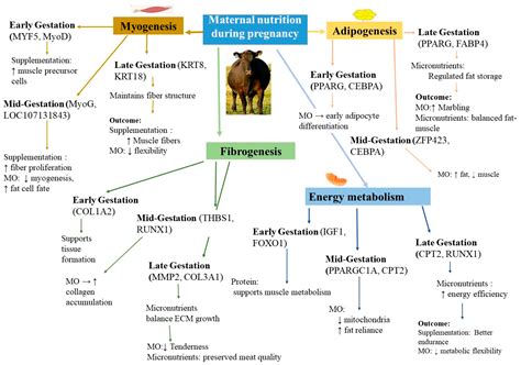 Maternal Overnutrition In Beef Cattle Effects On Fetal Programming Metabolic Health And