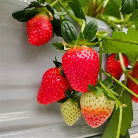 육아꿀팁 딸기수확 체험농장 딸기의 하루 방문 후기 네이버 블로그