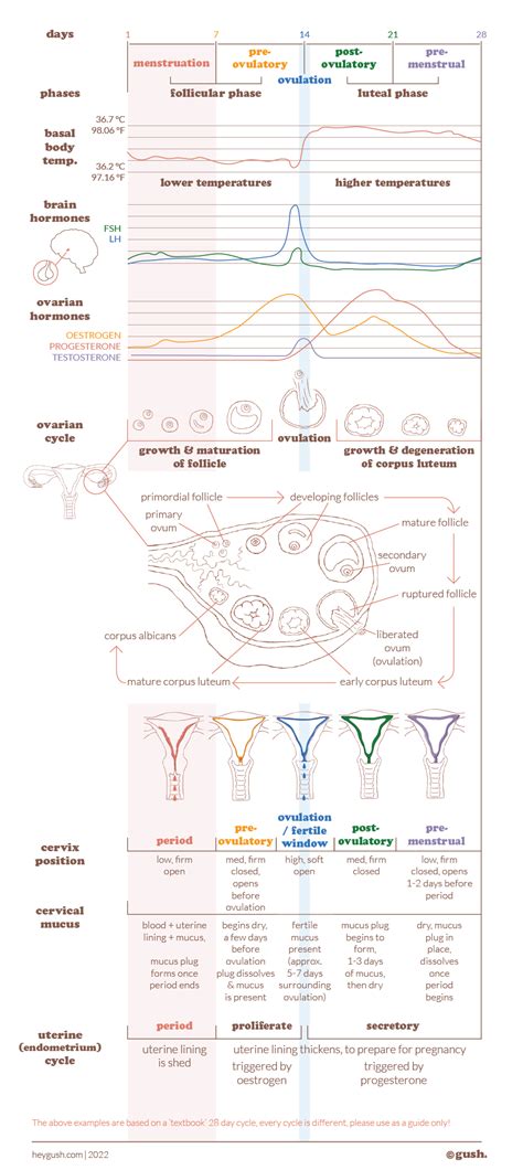 Menstrual Cycle Chart Artofit