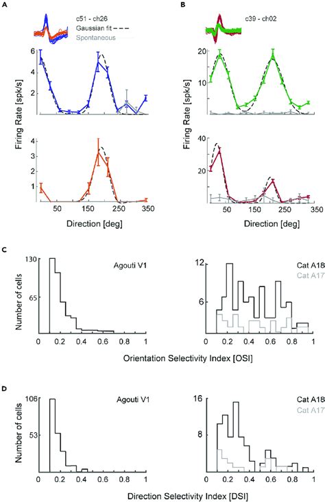 Orientation Selectivity In Primary Visual Cortex Of Agouti And Cat Download Scientific Diagram