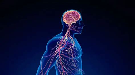 30000 Nervous System Pictures Download Free Images On Unsplash