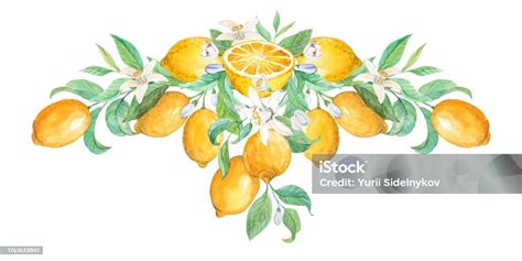 잘 익은 레몬과 녹색 잎의 구성 프로방스 스타일의 수채화 그림 리몬첼로 라벨 디자인 노란색 이국적인 과일 Phytamines의 원천 복고풍 스타일 0명에 대한 스톡 벡터