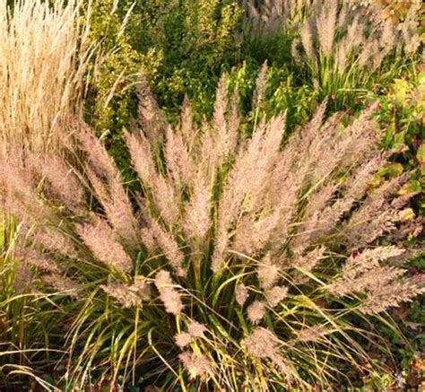 Calamagrostis Brachytricha Reed Grass