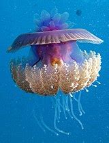 Jellyfish - Wikipedia