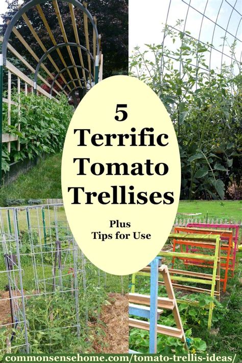 Tomato Trellis Ideas For More Fruit Easy Harvesting